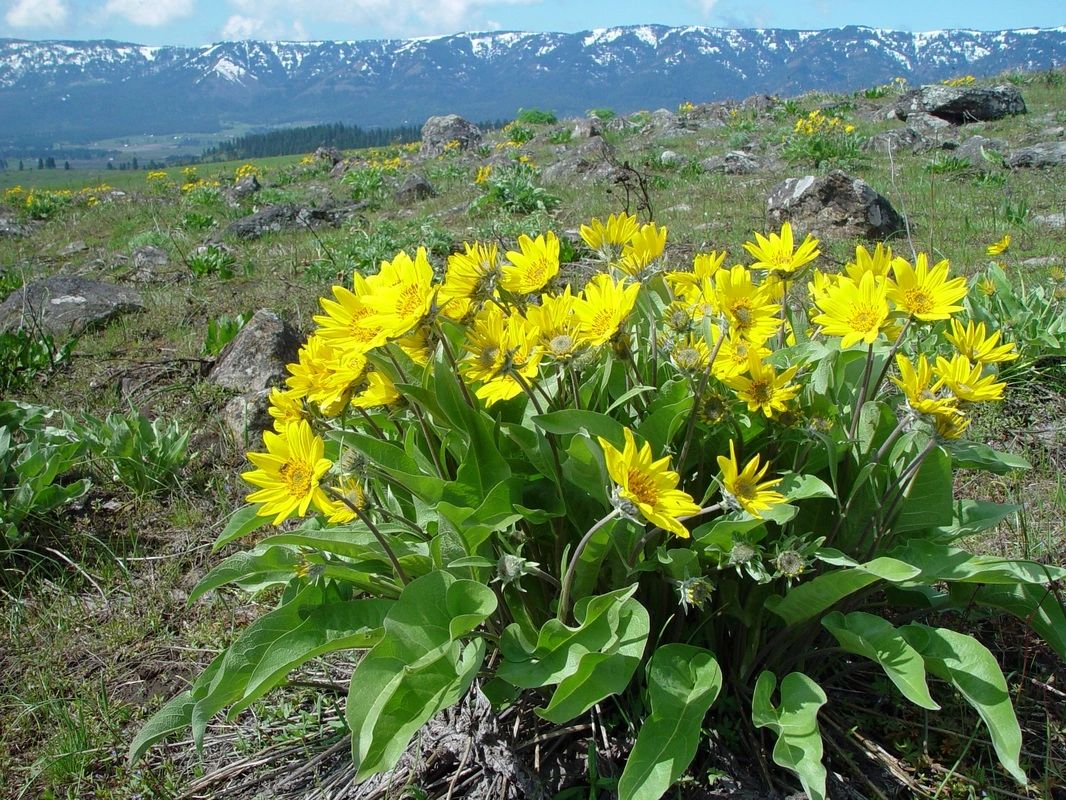 Arrowleaf Balsamroot (Balsamorhiza sagittata) Monograph